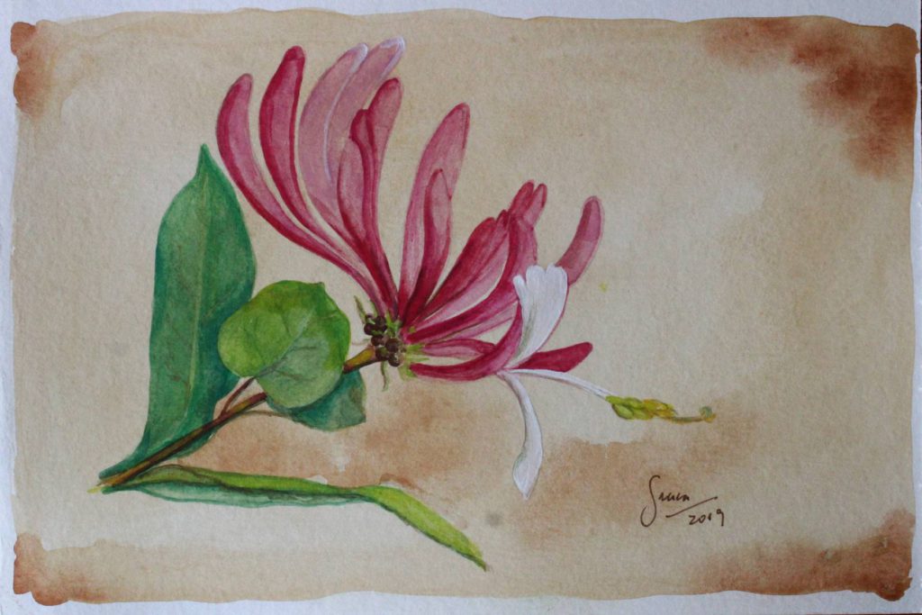 HONEYSUCKLE - Lonicera caprifolium - SISTEMA FLORAL DE BACH: IMAGENS ...